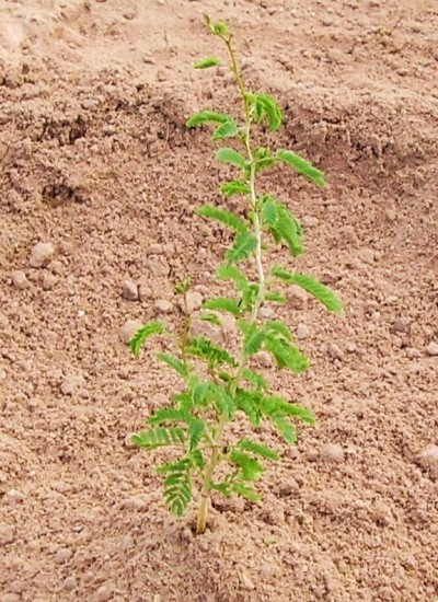 Z-factor Blog: Promoting Musangu (Faidherbia albida) Cultivation: Some ...