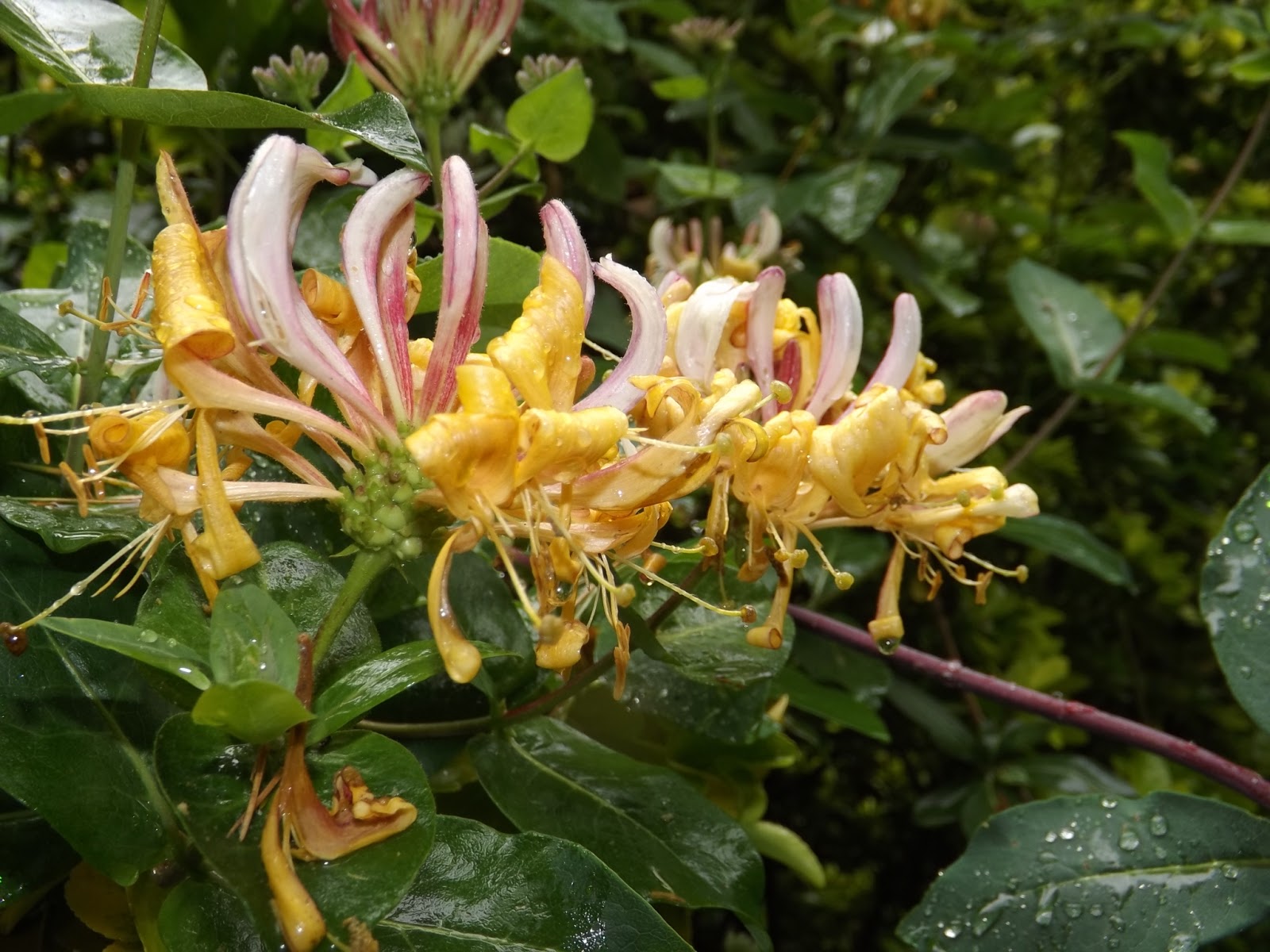 The pruning expert: Pruning common honeysuckle