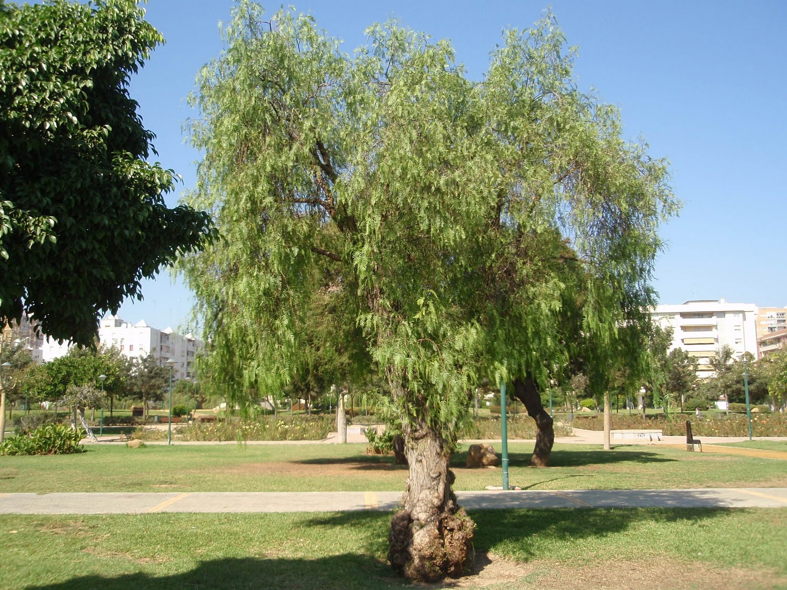 FALSO PIMENTERO: Schinus molle | Plantas rioMoros