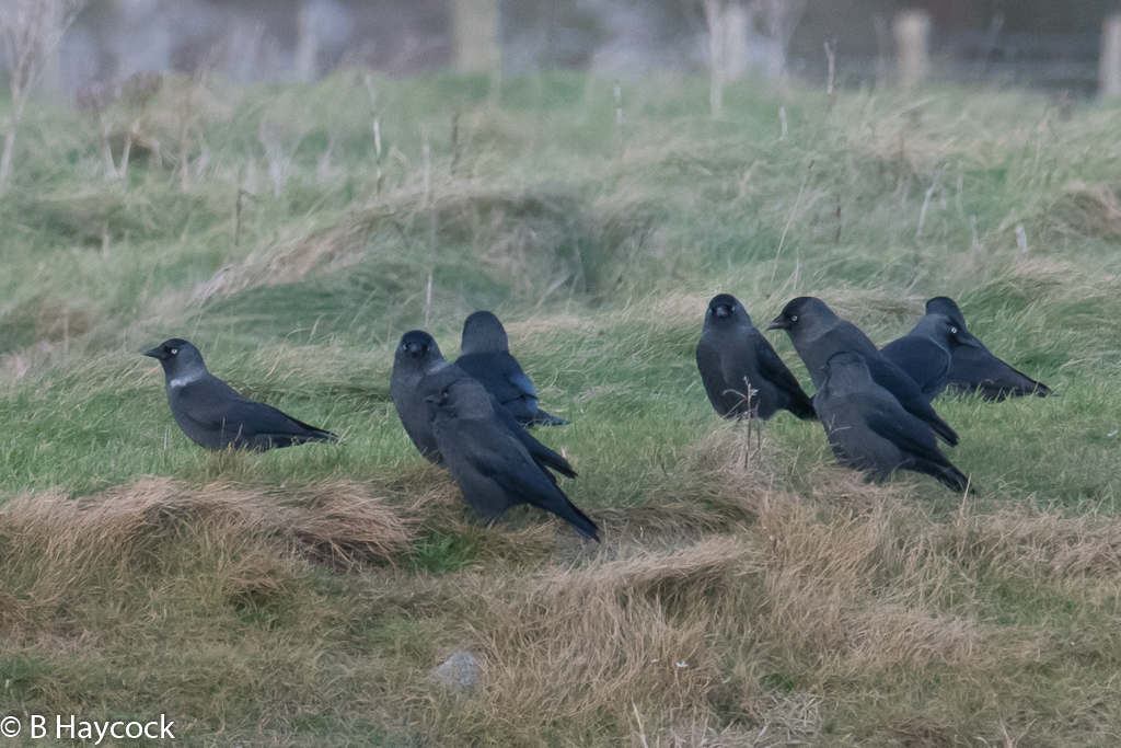 Pembrokeshire Birds: Bosherston Lakes and Stackpole Warren/coast this ...