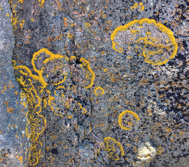 Camilla Engman: Yellowish nature shapes