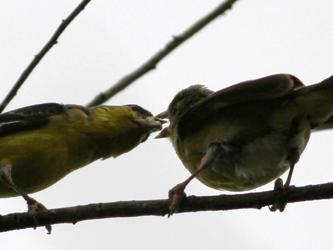 Jo's Morning Walk: Guajome Park "a Place of the Frogs"