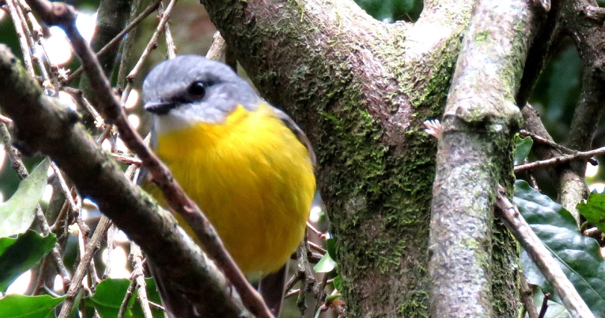 Bird & Travel Photos, Birding Sites, Bird Information: EASTERN YELLOW ...