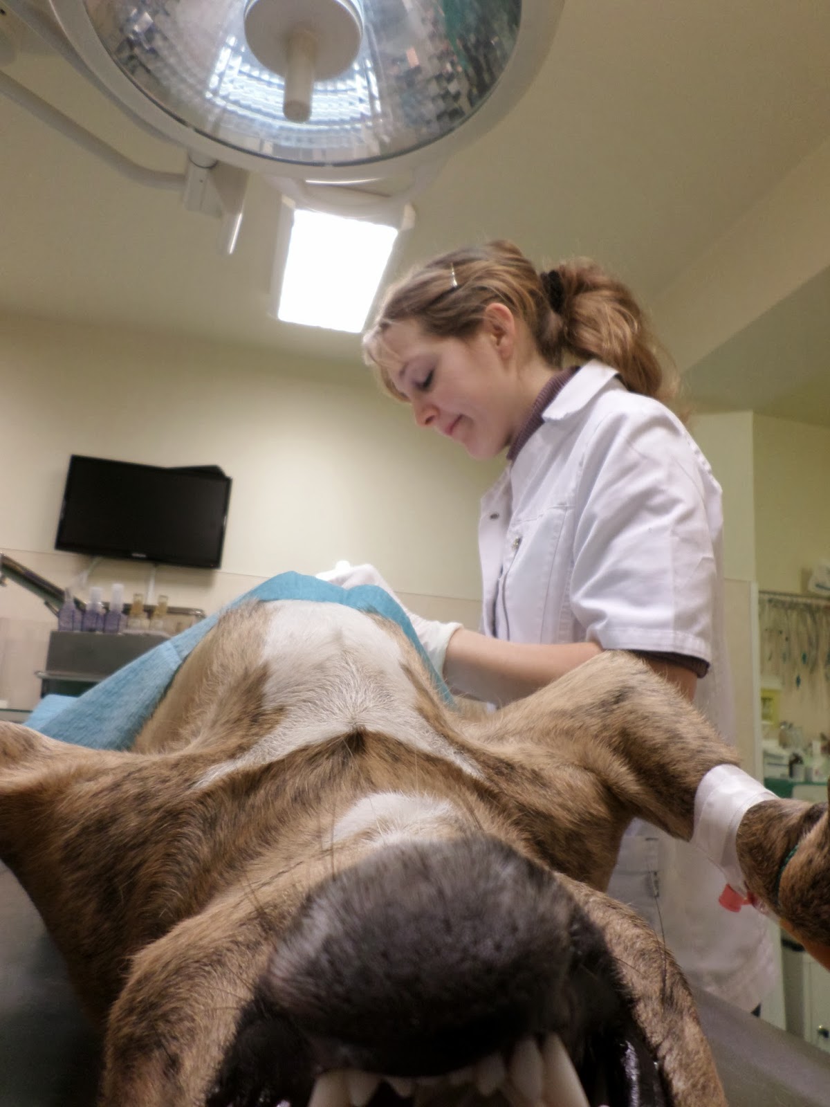 THE VETERINARY TRAINING CAMP