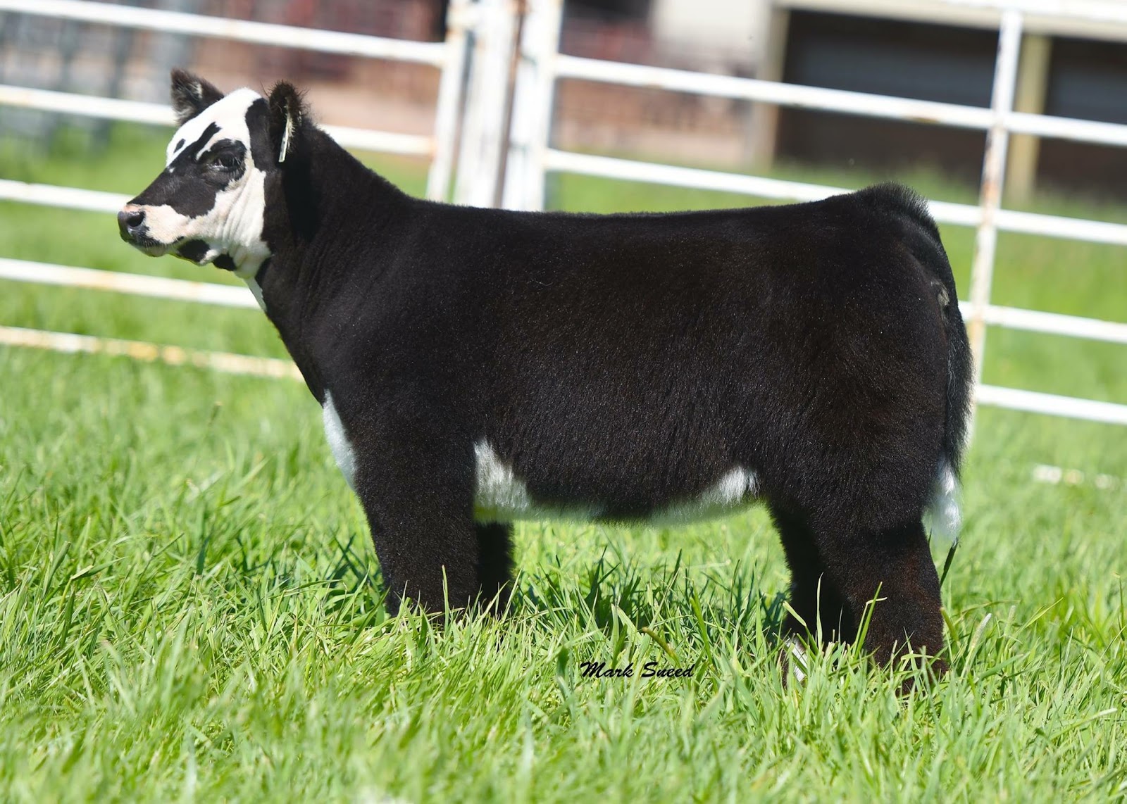 RCC Blog: Impressive Hi Ho Silver and Here I Am Calves Selling in M ...