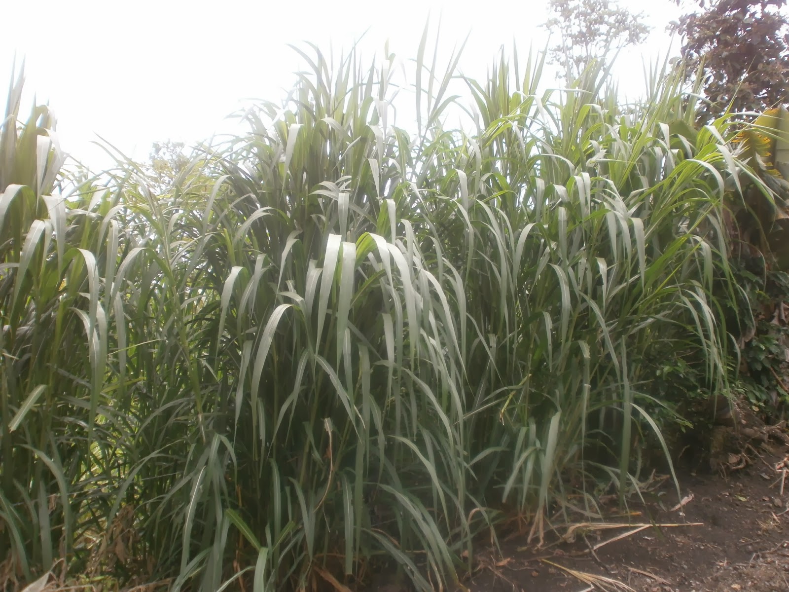 alimentación de cuyes con pasto híbrido cubano en Colombia