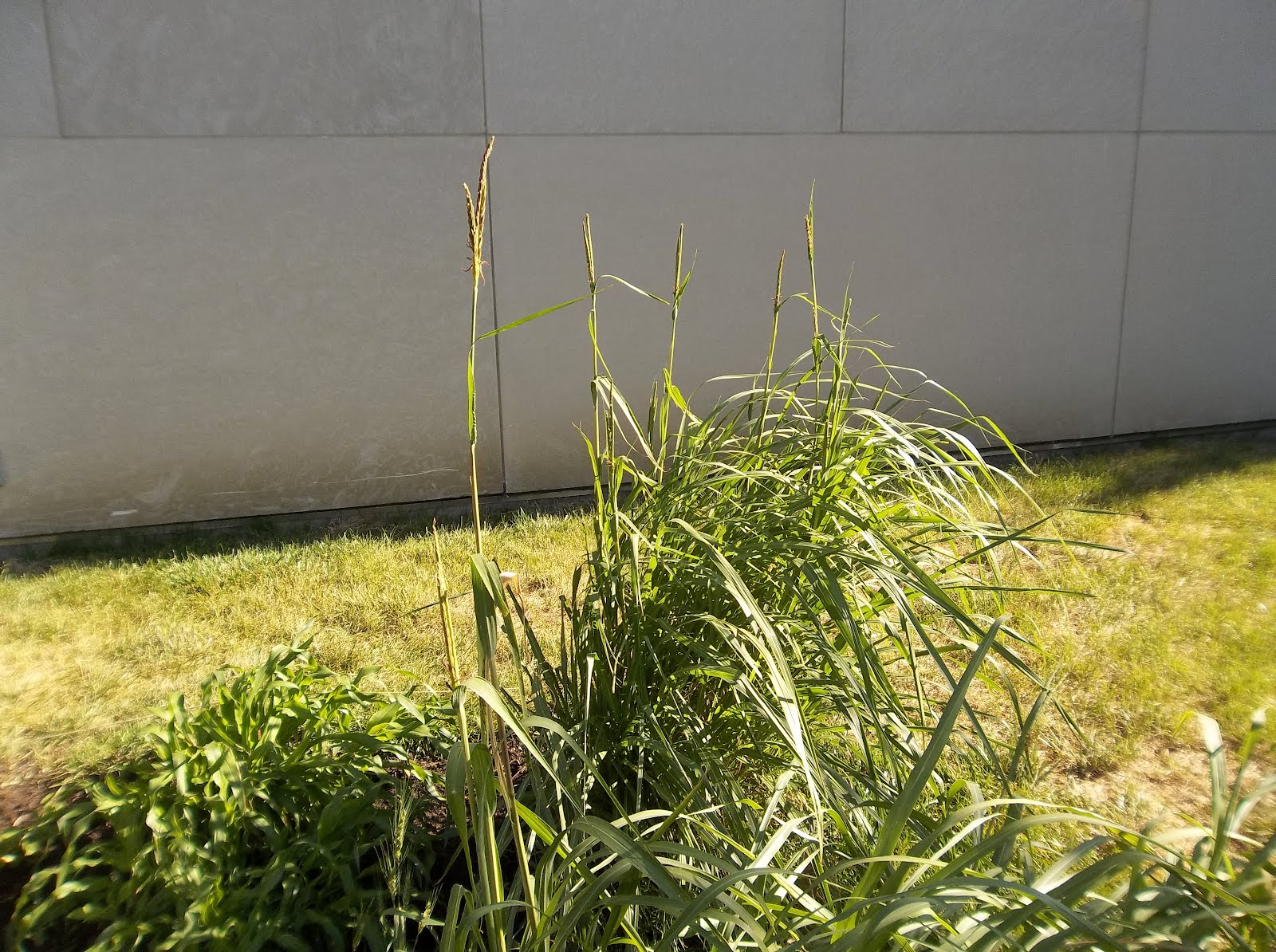 The Perennial Agriculturalist: more eastern gamagrass