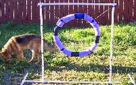 Grace and Buster: DIY Agility Equipment: Tire Jump