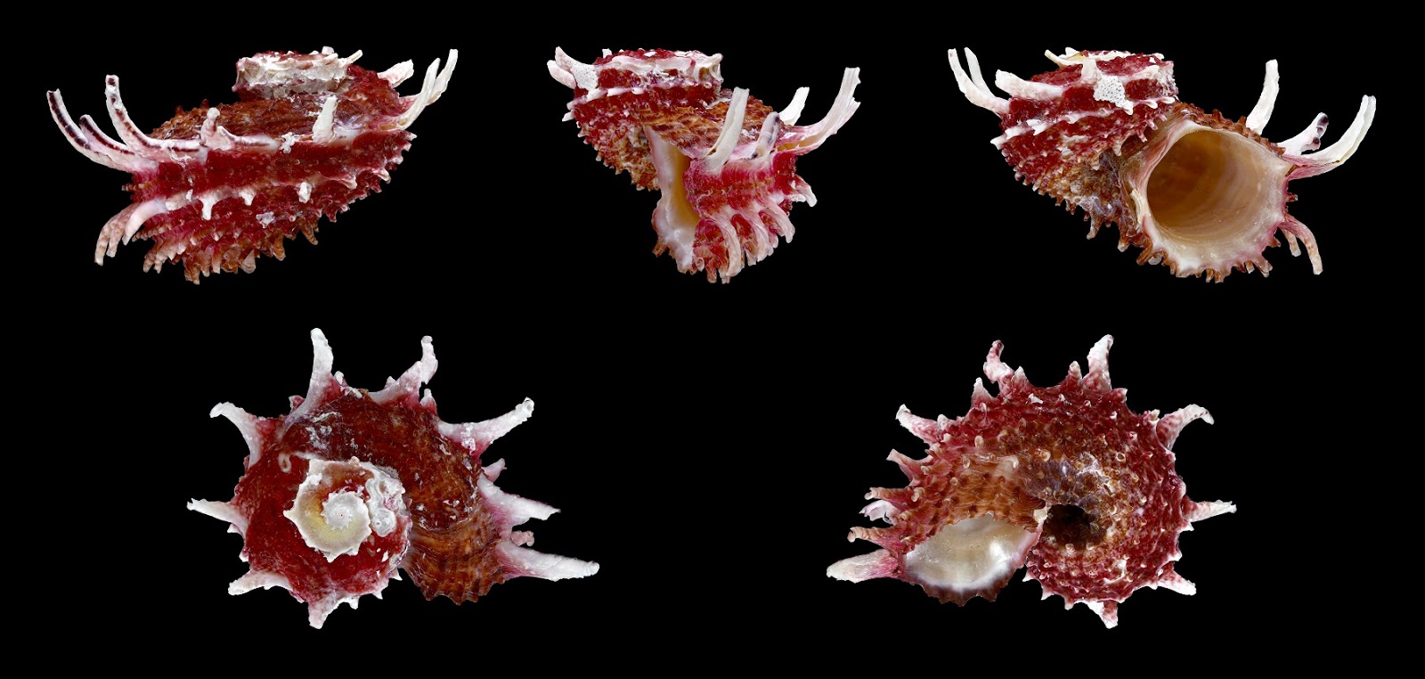 Real Monstrosities: Angaria