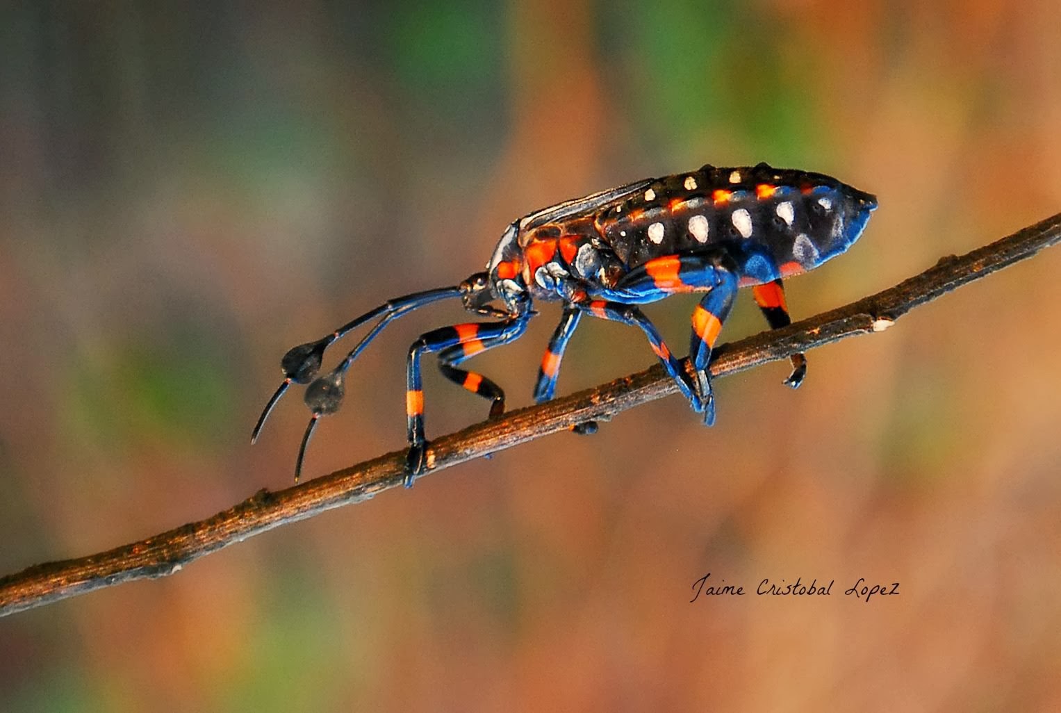 Jaime Ramos Méndez: Mundo natural en el Occidente de Michoacán ...