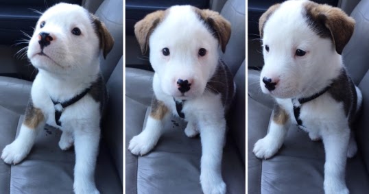 White Wolf : Tiny Puppy Gets Scared By His Own Hiccups, Tries To Bark ...