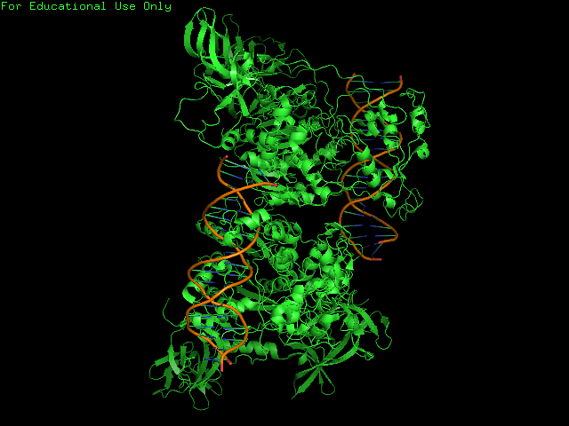 Structure of DNMT1-DNA Complex Reveals a Role for Autoinhibition in ...
