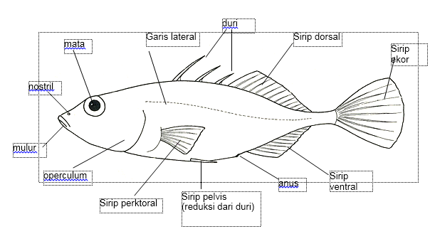 Morfologi Ikan Secara Umum ~ Scientists Biology