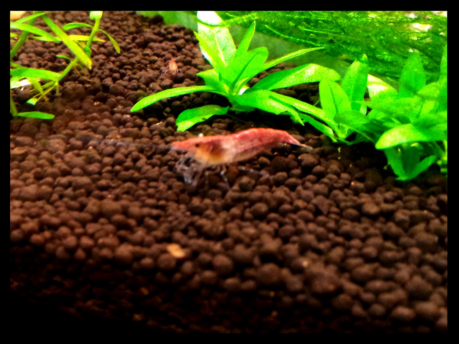 Pezcres.blogspot.com: Nombre común: gamba cereza, red cherry shrimp