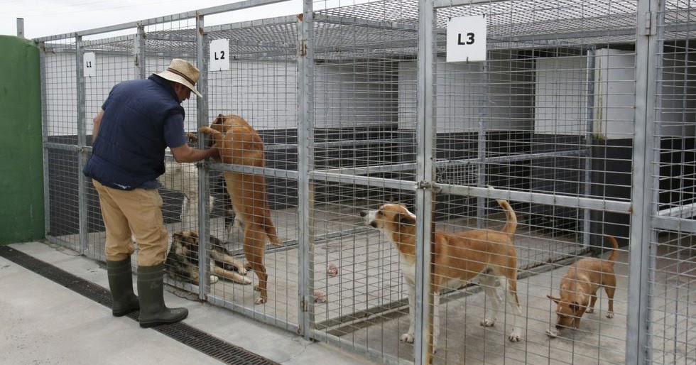 Los perritos de Patri: las perreras municipales