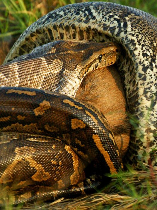 Pix Grove: African Python Swallowing A Large Prey