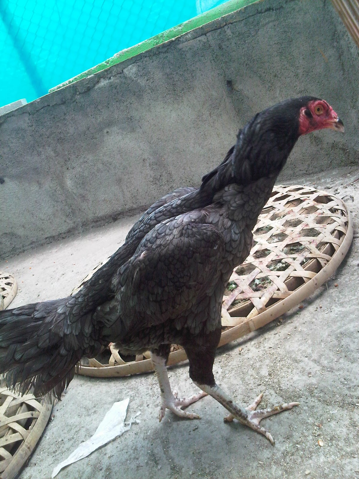 AYAM TANGKAS: PETERNAKAN AYAM SAIGON, BANGKOK, BURMA, ASEEL, MAGON ...