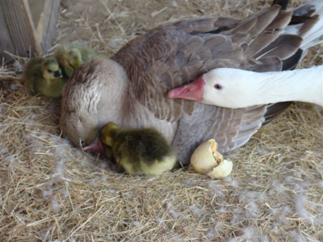 The Official PoultryBookstore.com Blog: Light Geese