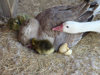 The Official PoultryBookstore.com Blog: Light Geese