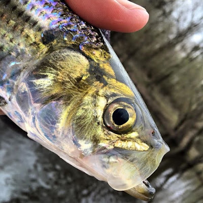 Virginia Tech Ichthyology Class : Clupeids From Freshwaters of Virginia ...