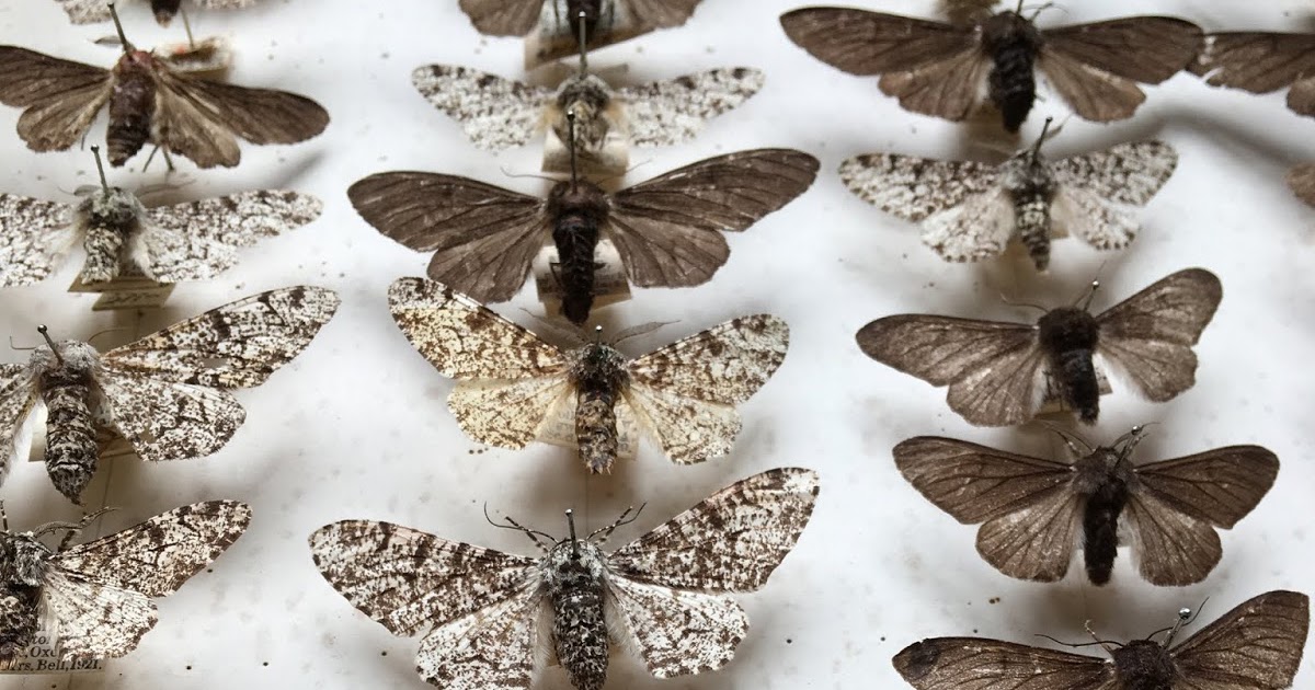 XTerraSpace: Study confirms truth behind ‘Darwin’s moth’