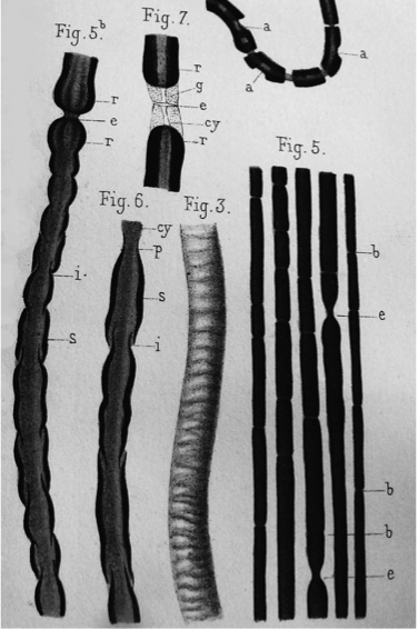 Notes of Ranvier: The Unsung Scientist, Louis-Antoine Ranvier
