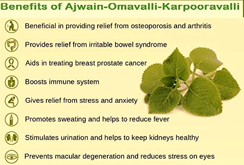 Herbs for Health: OREGANO'S HEALTH BENEFITS