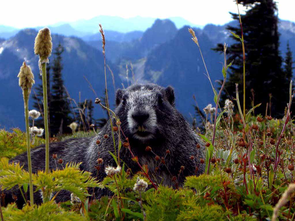 HQ Wallpapers: Marmot Wallpapers