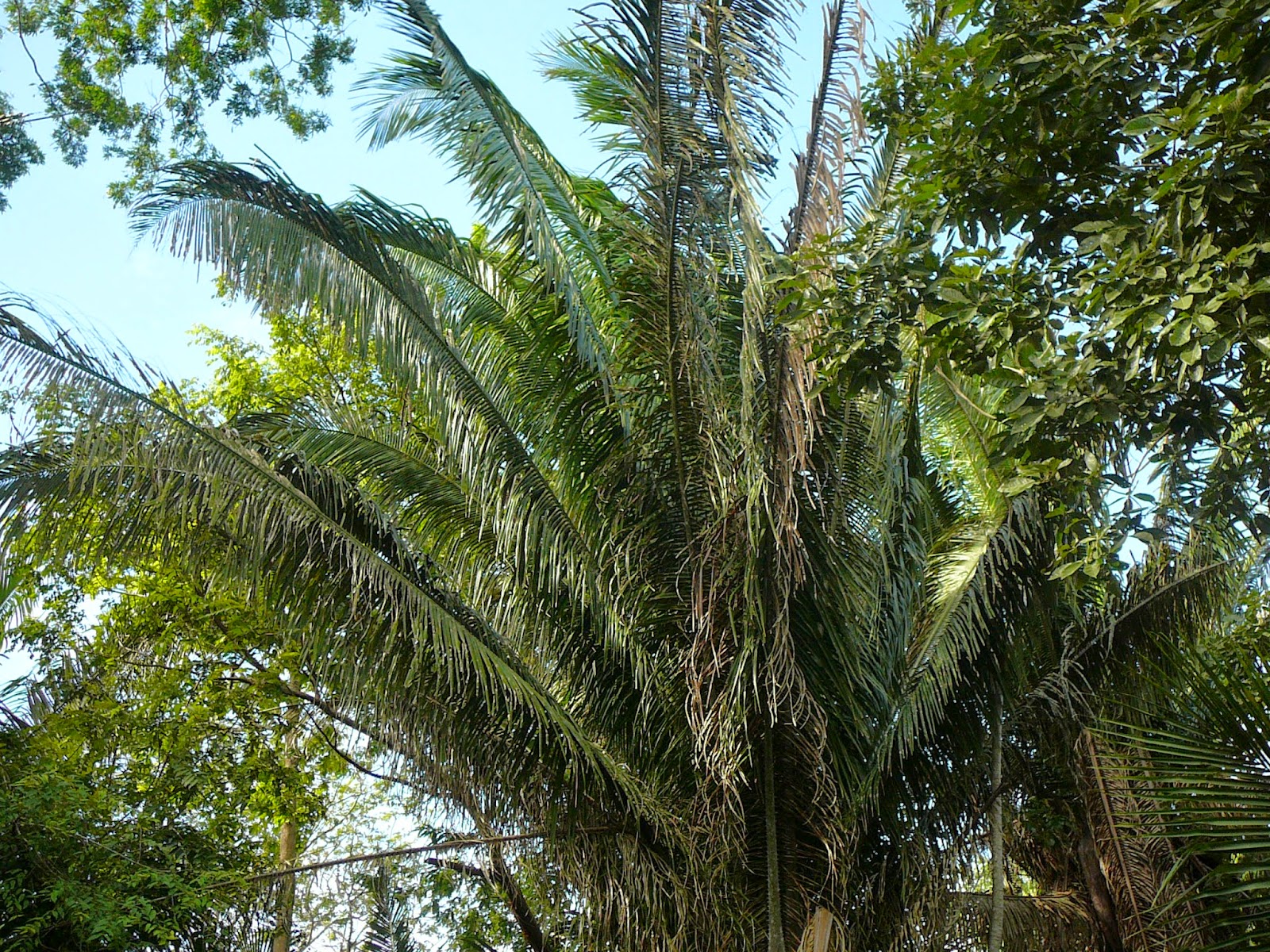 Dreamer Farm Belize: Cohune nuts & healthy eating