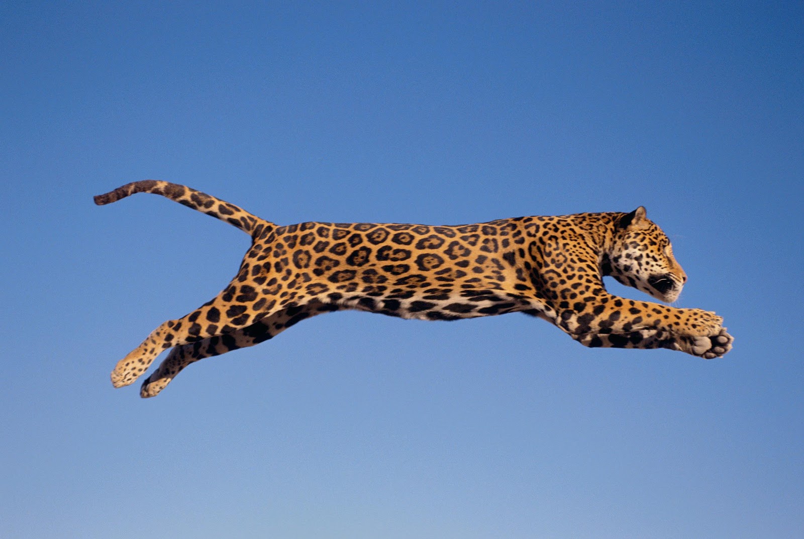 Cultura Guaraní: La leyenda del yaguareté