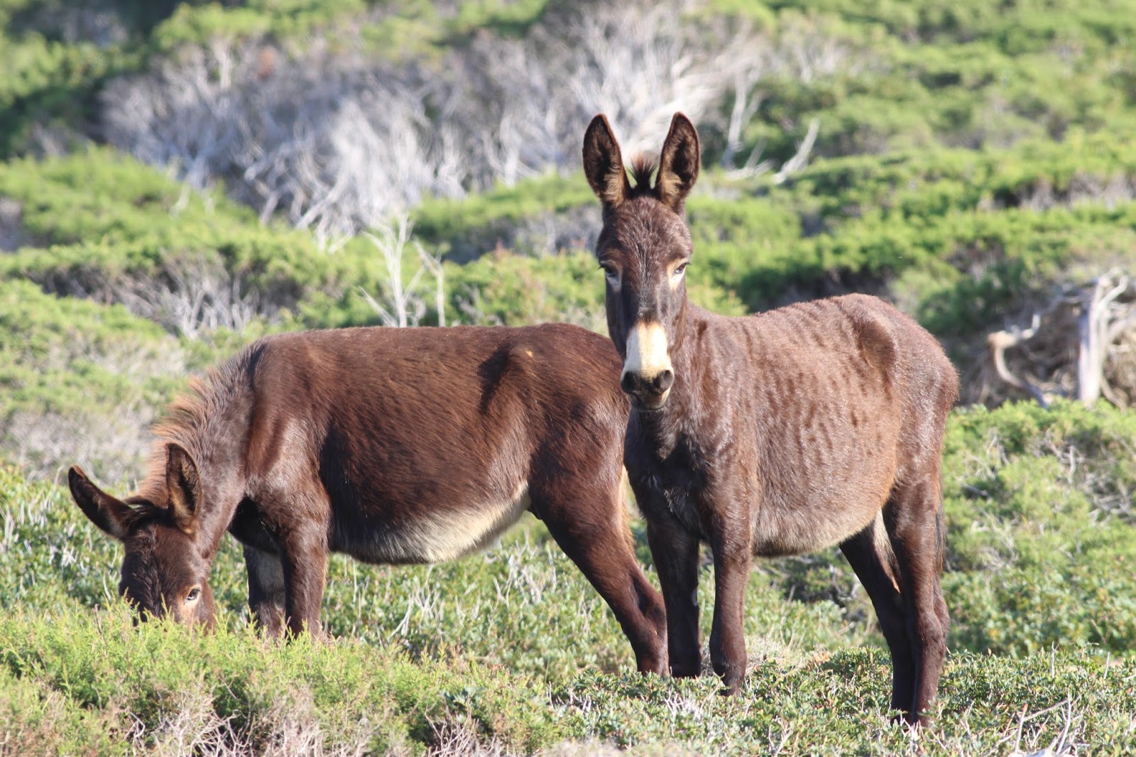 Mammals of Cyprus - Τα θηλαστικά της Κύπρου by George Konstantinou ...