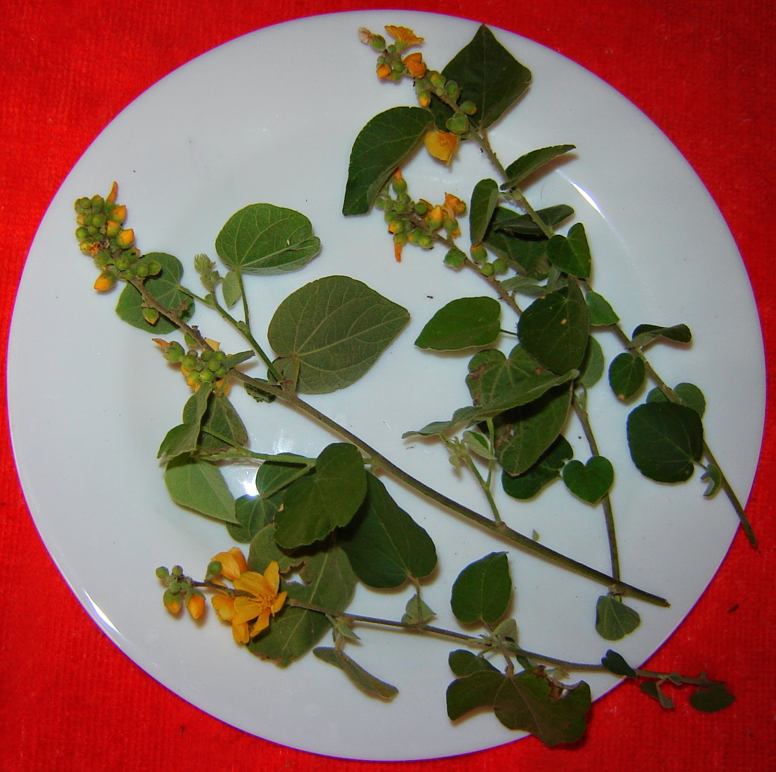 v e r d e c h a c o: Malva / Afata