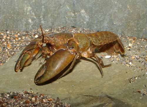 Cherax Parvus ~ Crayfish | Crawfis | Huna | Lobster Galery
