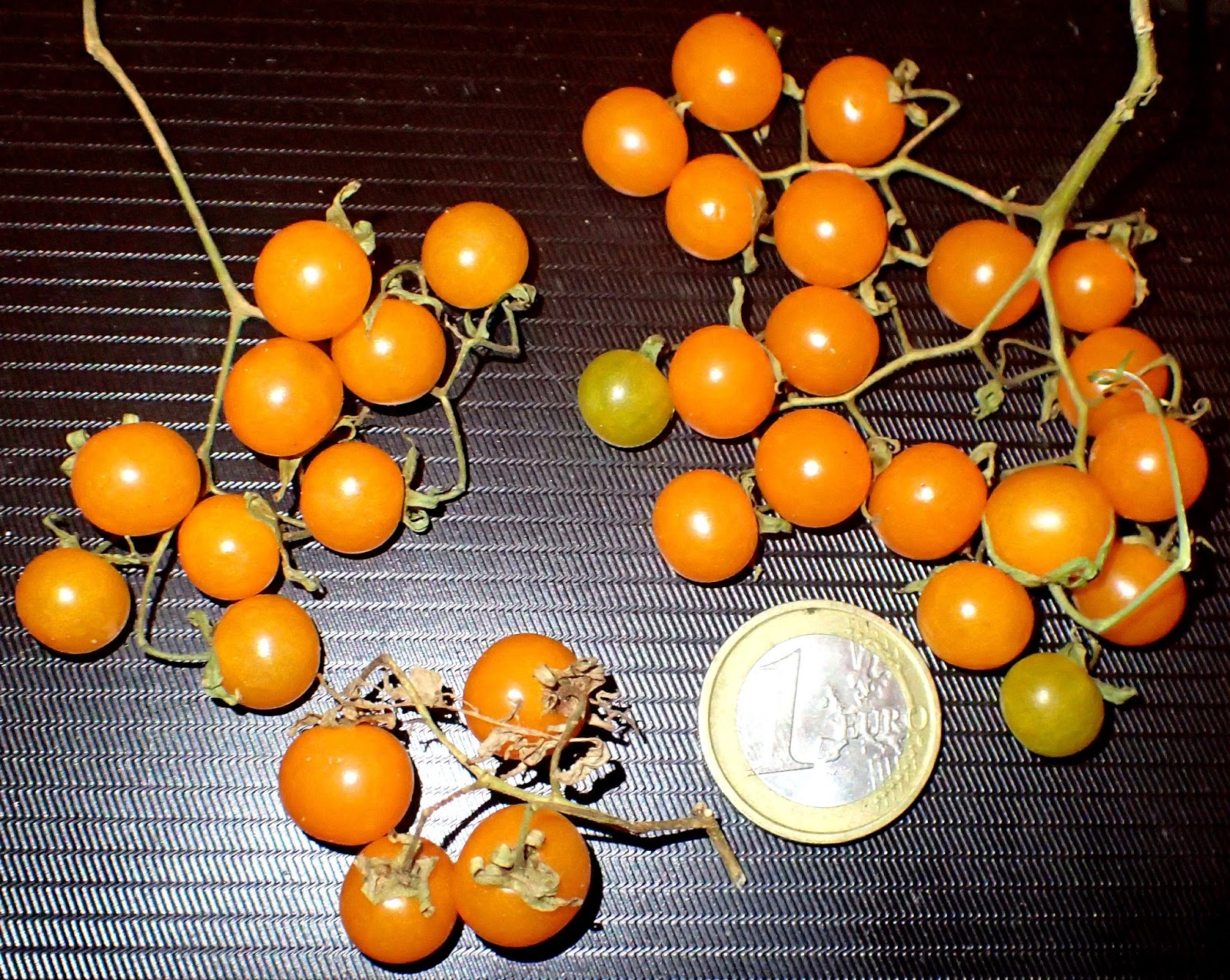 Scirpidiella's Plants: Wild Tomato species (Lycopersicon spp.)