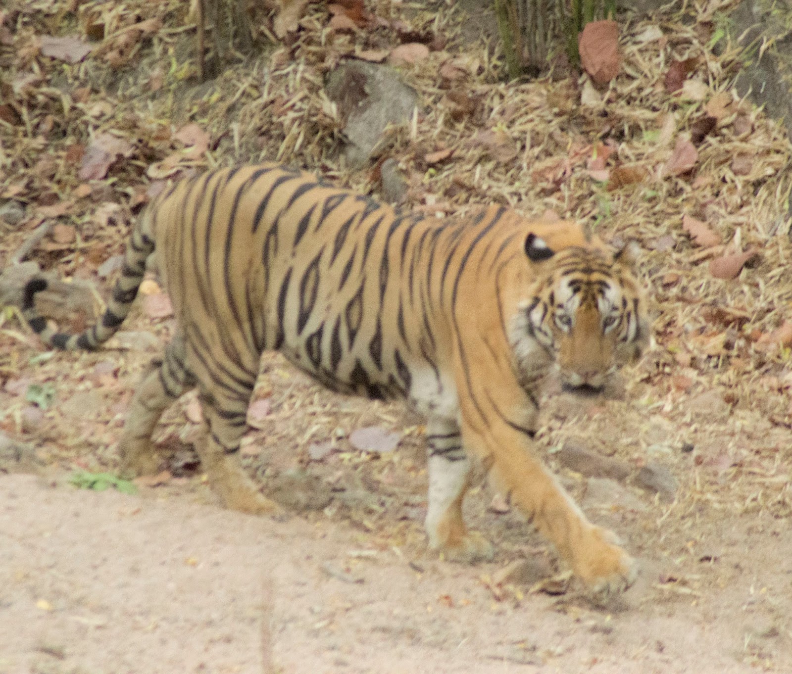 Rajesh's Writings : Tigers of Bandhavgarh...