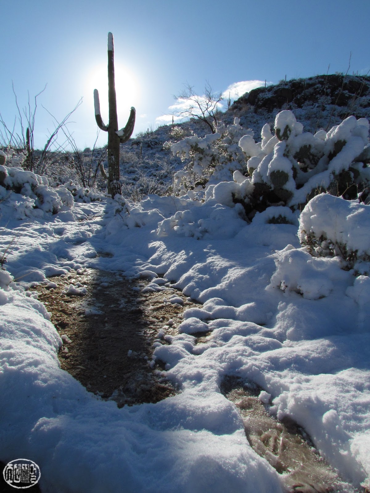 Allophile: Snow! in Tucson!