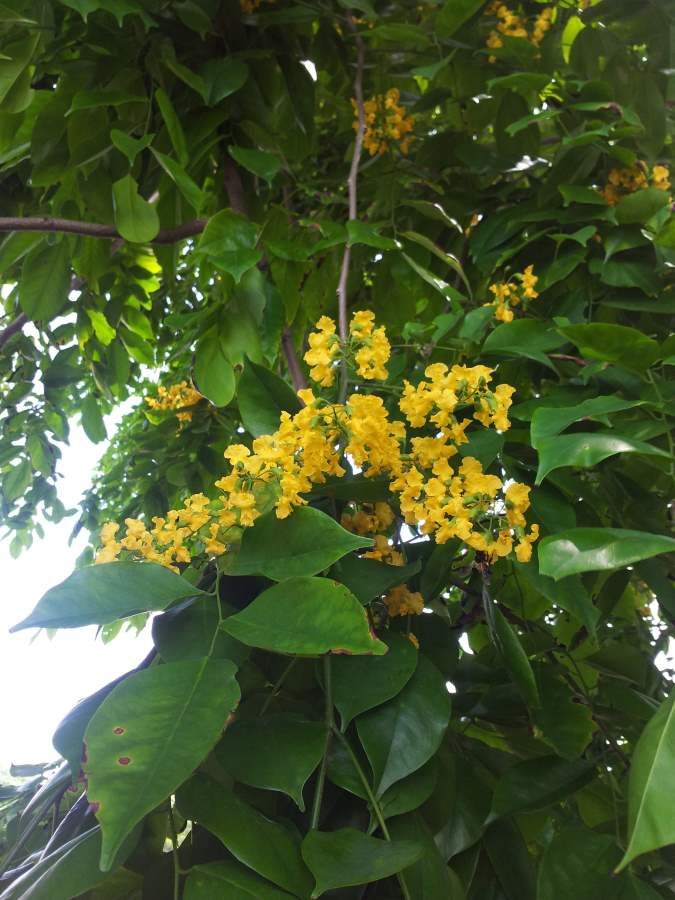 Kasehku HidupKu: Cerita Pokok Sena