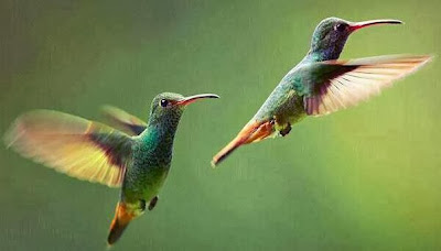 Mi Ser Cordial : Colibrí Amor y Alegría