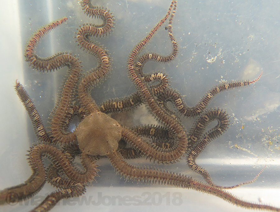 The shape and the idea: 120 — Mottled brittle star, Ophionereis fasciata