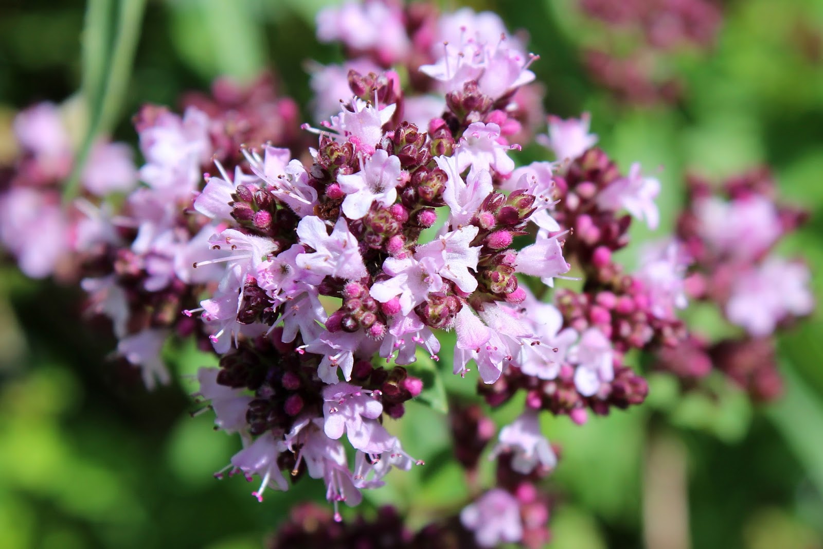 Wilde Planten: Lipbloemen