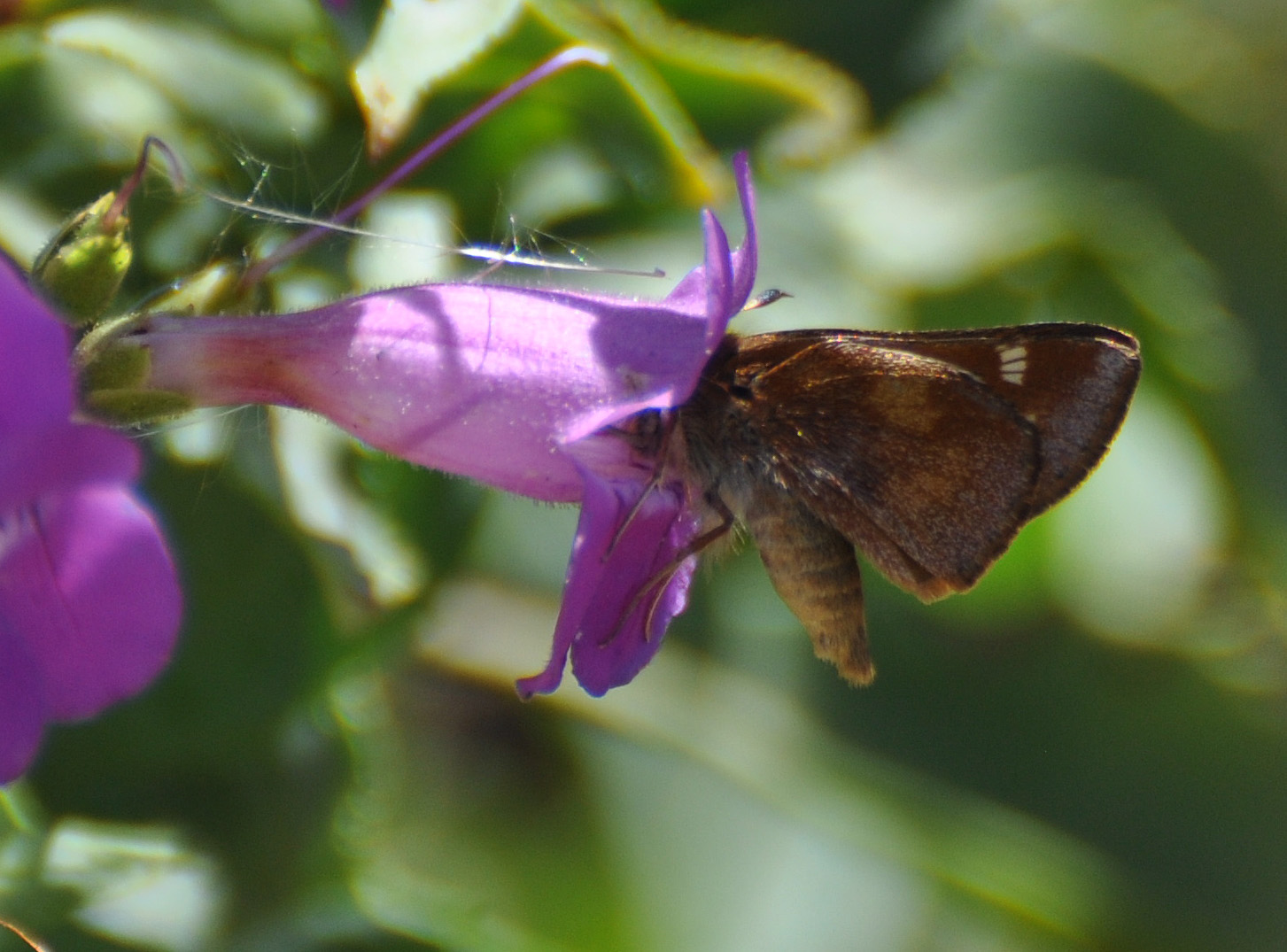 Mother Nature's Backyard - A Water-wise Garden: Umber Skipper Butterfly ...