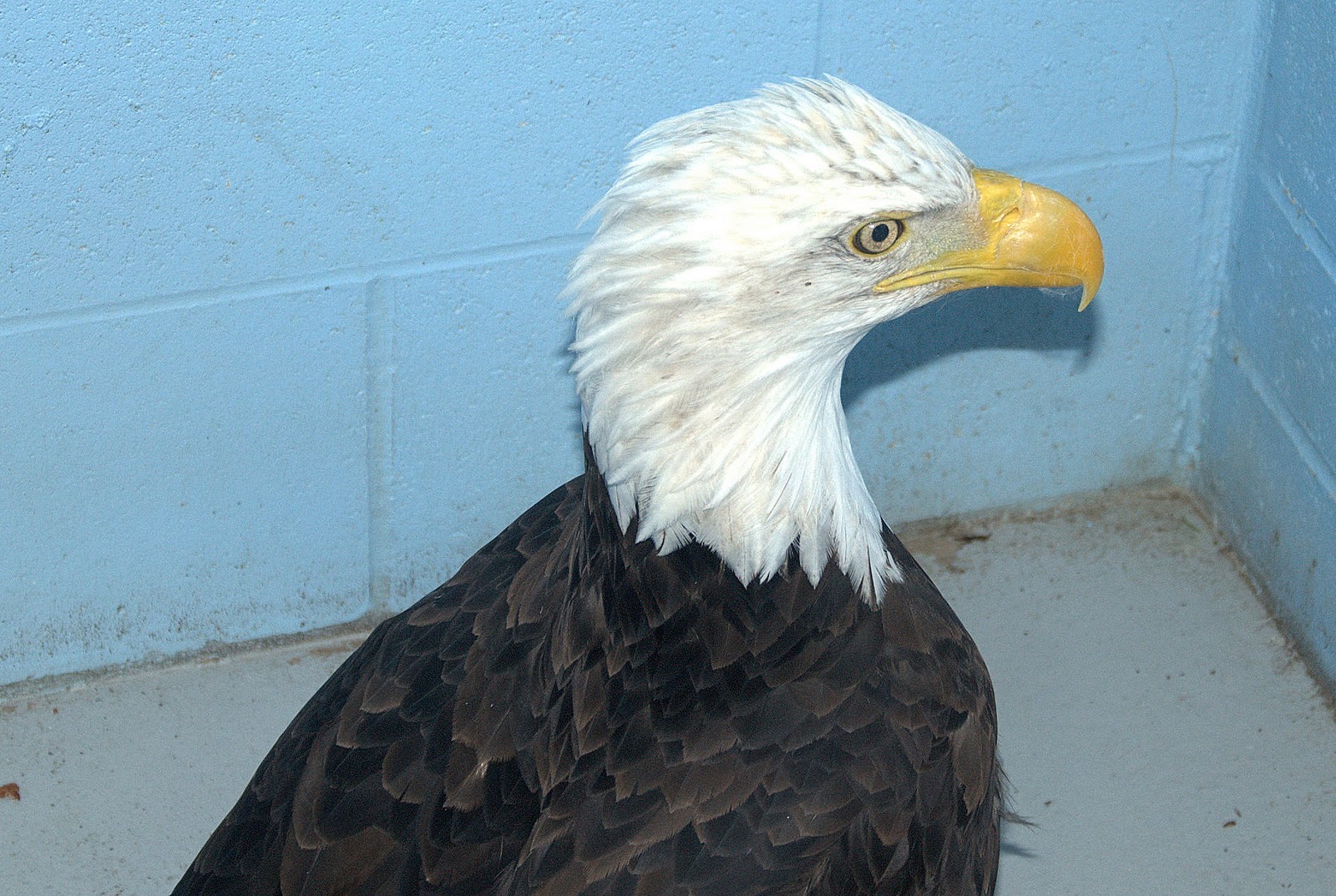 Gabriola Bird Blog: Bald Eagle rescued; now recuperating in Errington