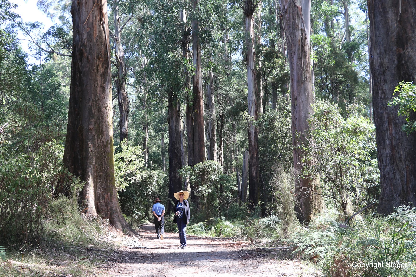 The Wheel: POTD: Sherbrooke Forest