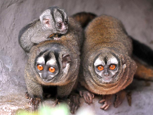 Primates - The ZT2 Round Table