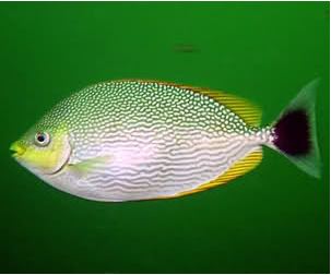 Ikan Baronang - KailBayu