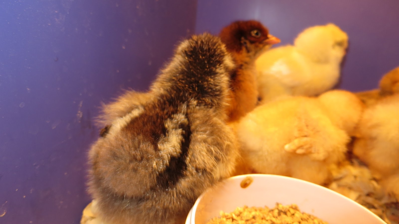 Feather Feet & Vulture Hocks: Chick Profile - Cochin Bantam 2 -- Silver ...