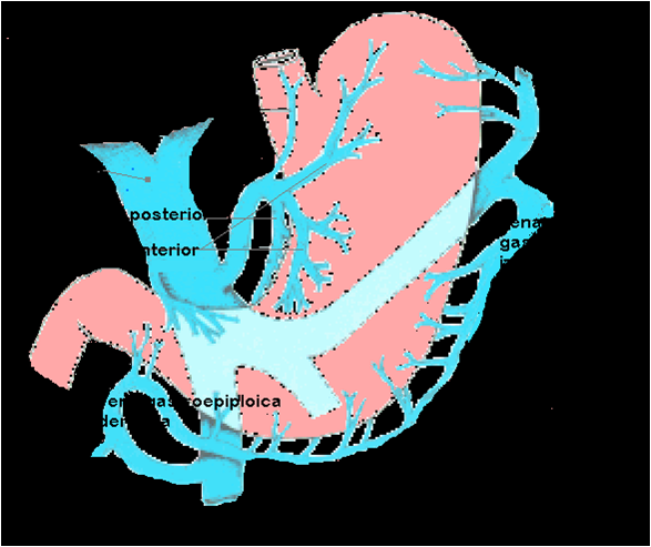 Biología: El Aparato Circulatorio