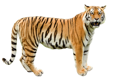 GEOGRAFI LINGKUNGAN: HARIMAU ; KUCING BESAR LORENG PENGUASA RIMBA BELANTARA