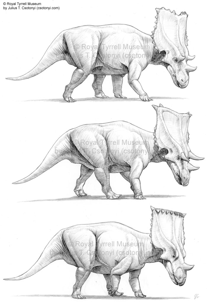 Extinct Animal of the Week: Chasmo-rrefic!