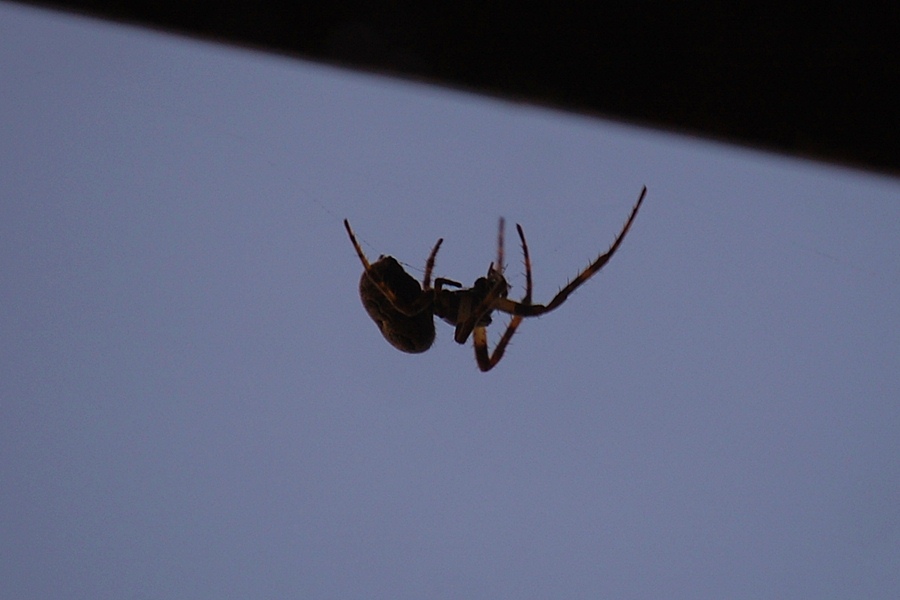 Bill's Scribbles and Snapshots